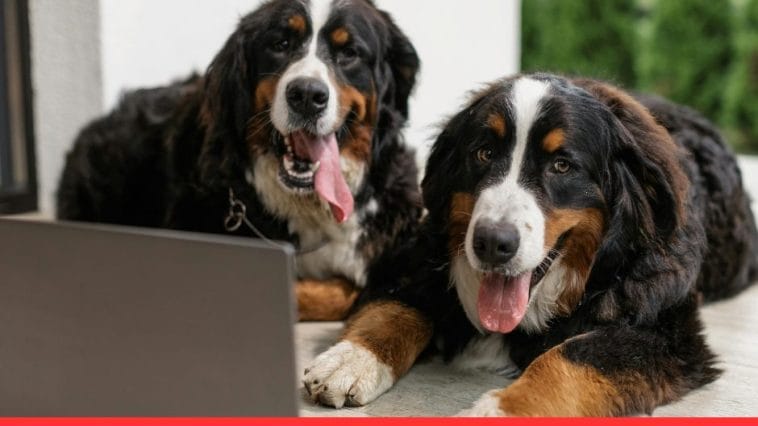 10 Dog Breeds From Germany - PetPress