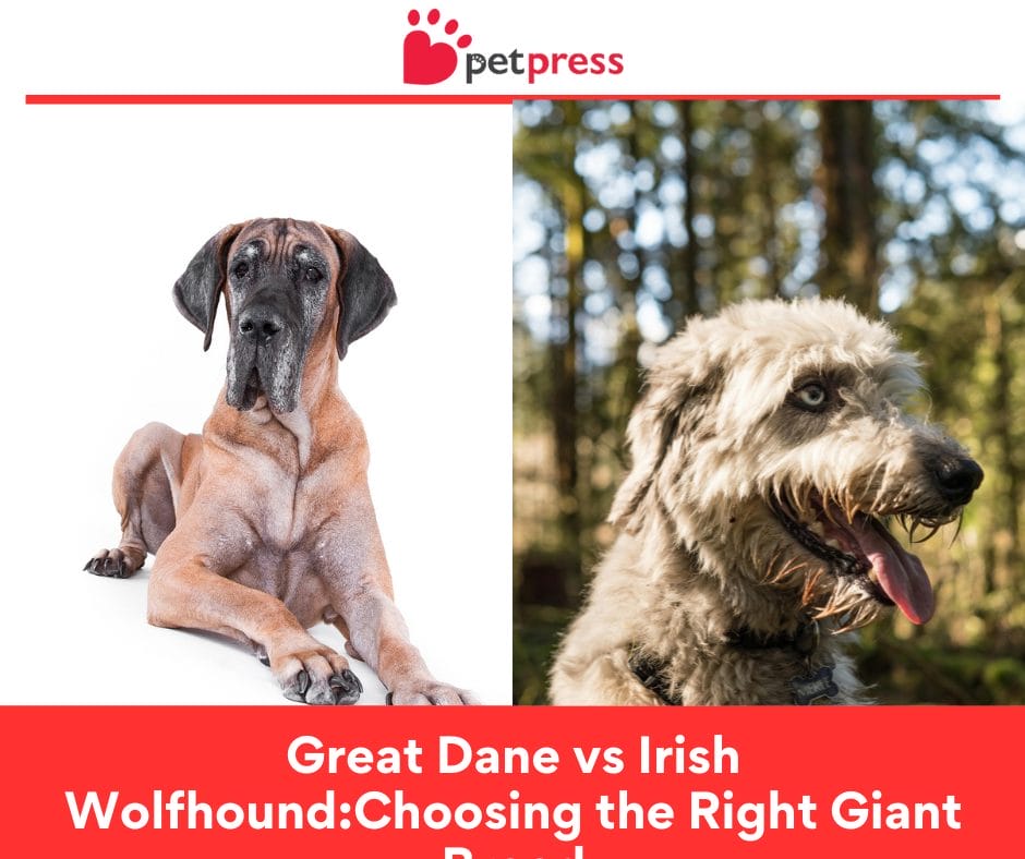 Great Dane vs Irish Wolfhound: Choosing the Right Giant Breed - PetPress