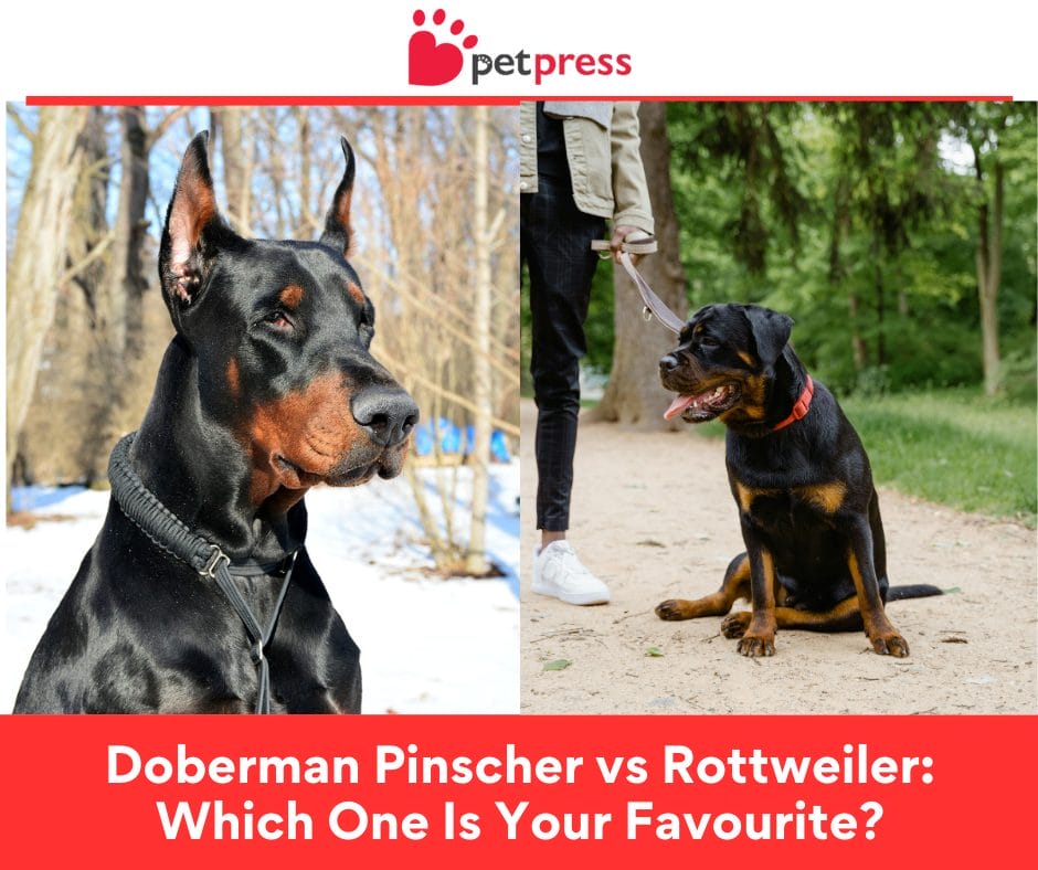 Doberman Pinscher vs Rottweiler: Which One Is Your Favourite? - PetPress