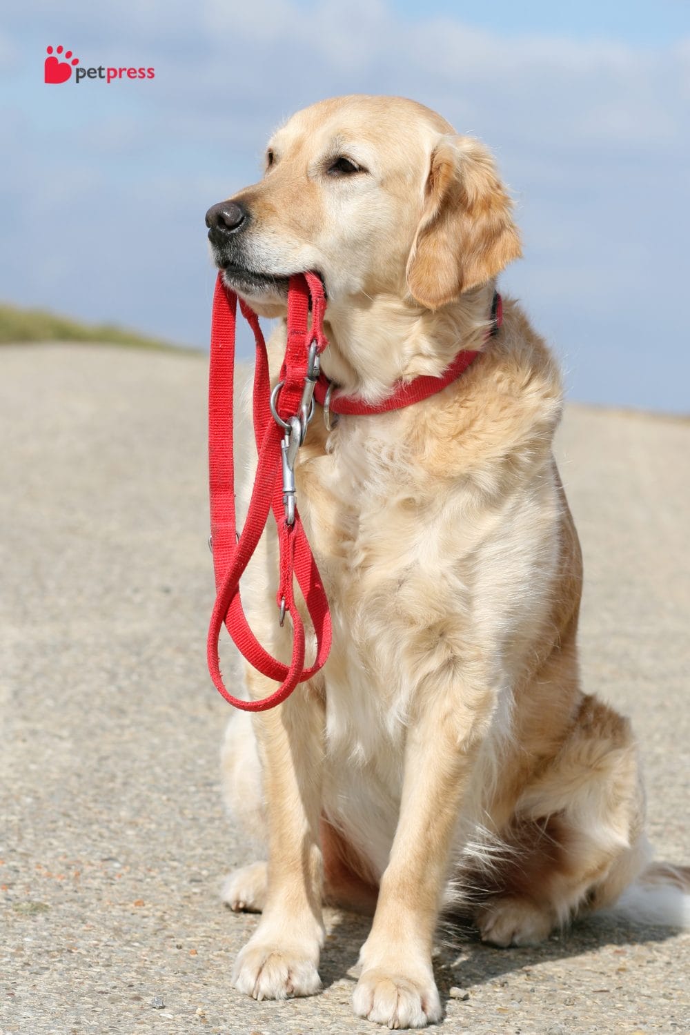 10 Must-Have Fashions and Accessories for Stylish Dogs - PetPress