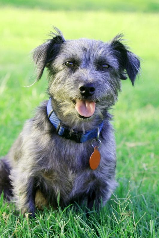 10 Must-Have Fashions and Accessories for Stylish Dogs - PetPress