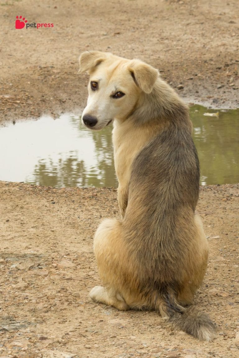 How To Help a Dog Overcome the Fear of Strangers - PetPress