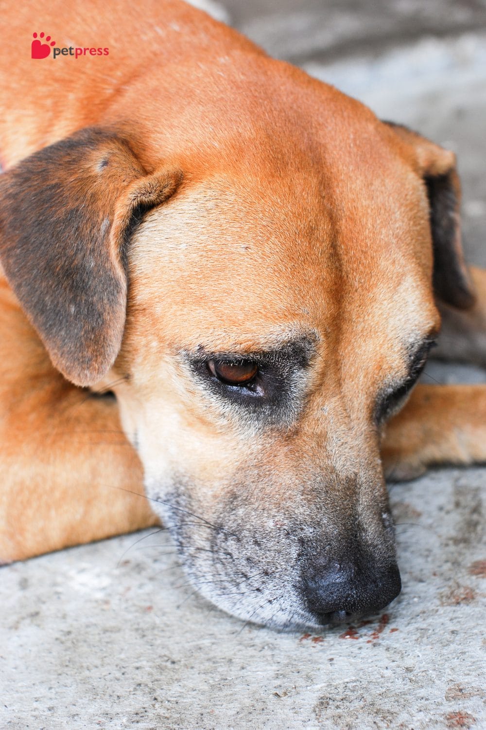 How To Help a Dog Overcome the Fear of Strangers - PetPress