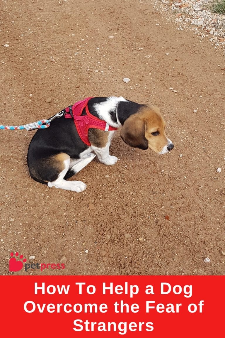 How To Help a Dog Overcome the Fear of Strangers - PetPress