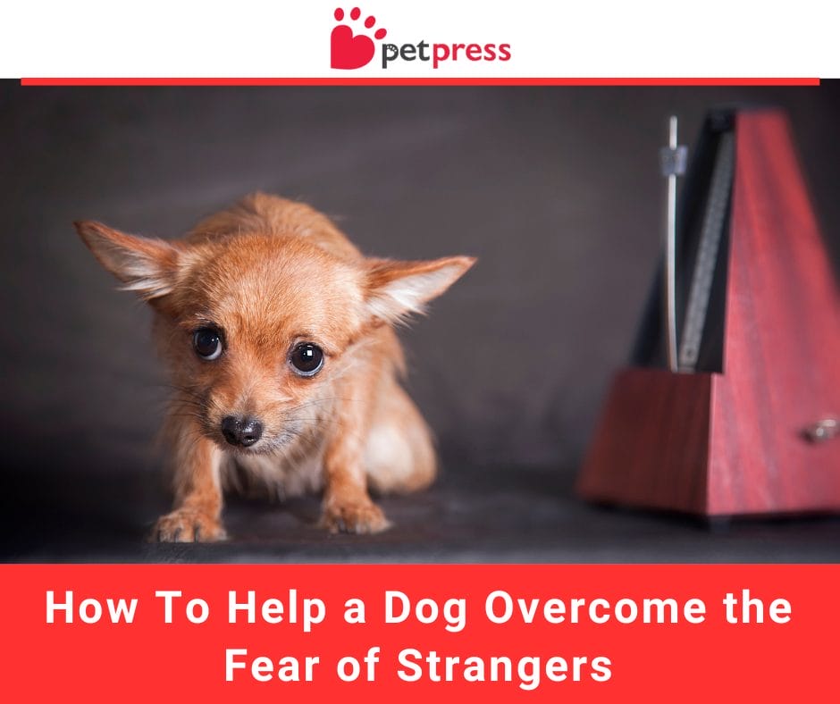 How To Help a Dog Overcome the Fear of Strangers - PetPress