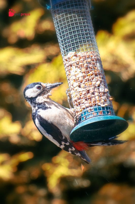 How to Create a Balanced Diet for Your Pet Bird - PetPress