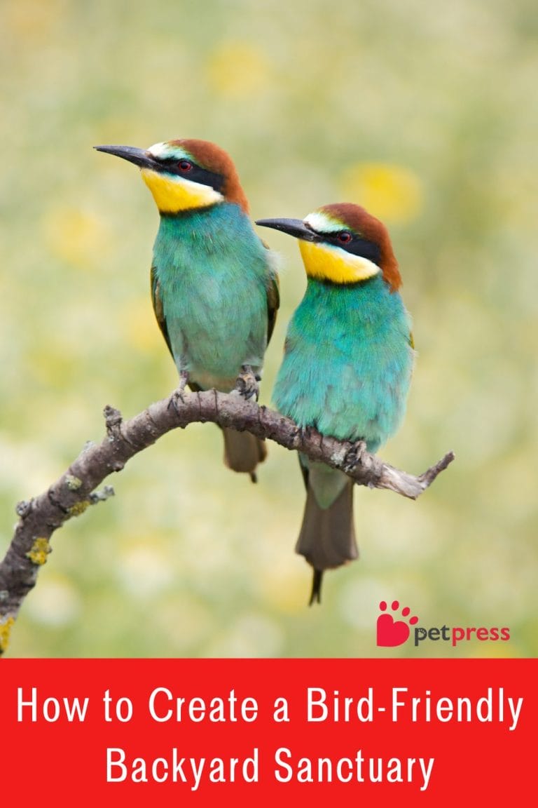 How to Create a Bird-Friendly Backyard Sanctuary - PetPress