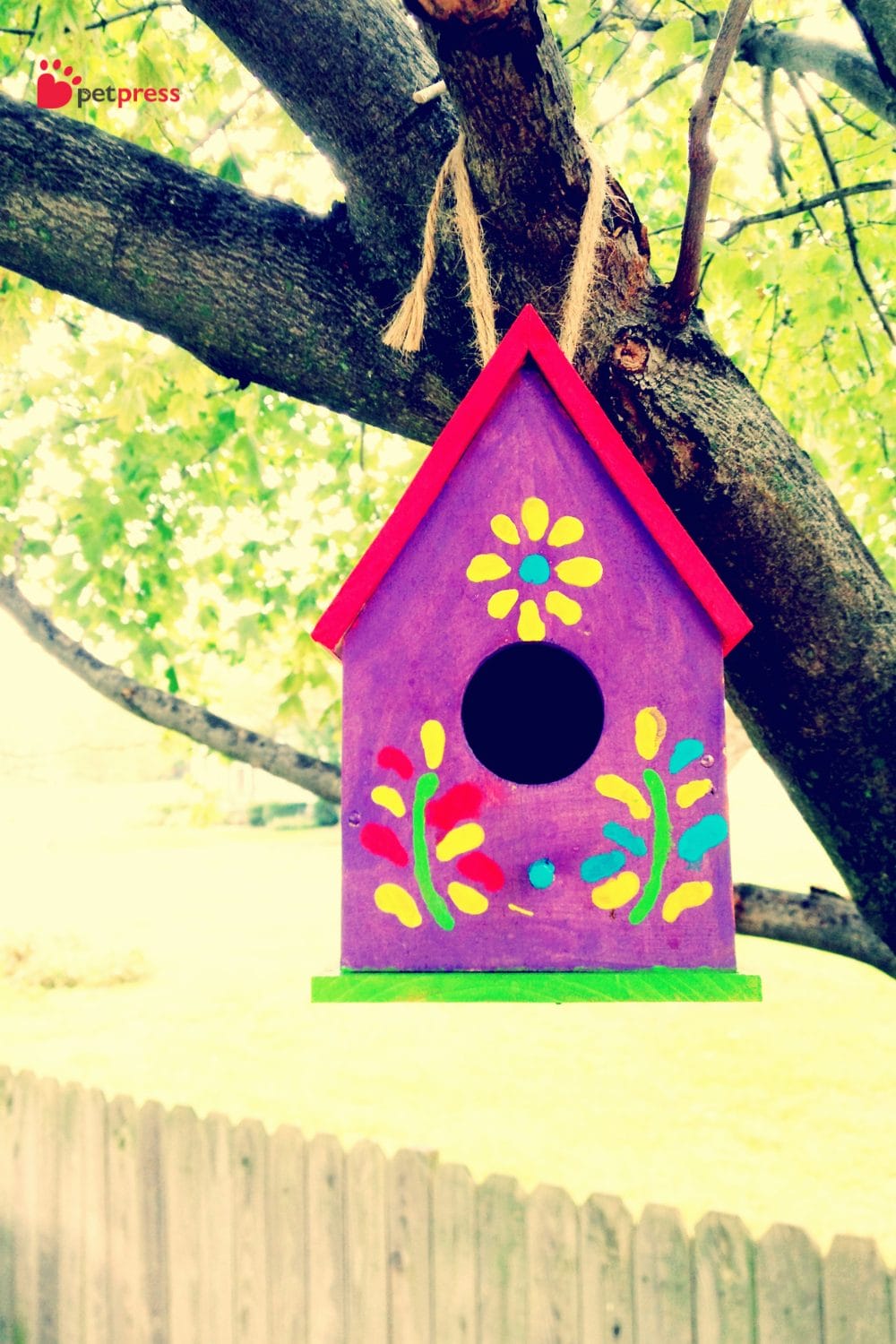 How to Create a Bird-Friendly Backyard Sanctuary - PetPress