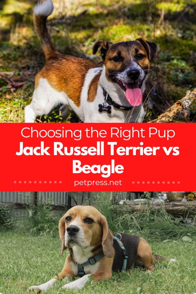 Choosing the Right Pup: Jack Russell Terrier vs Beagle