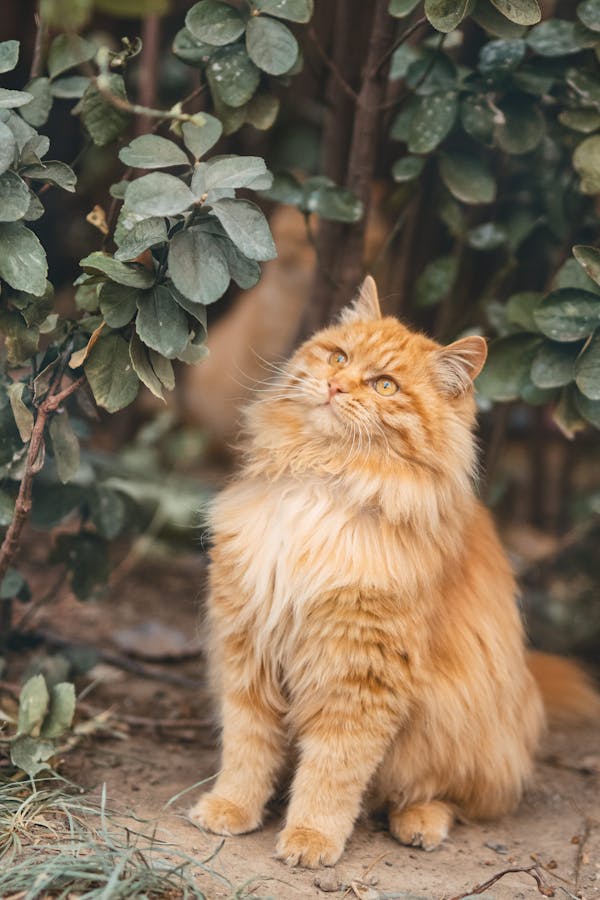 Purrfect Companions: Best 10 Cat Breeds For Cuddling