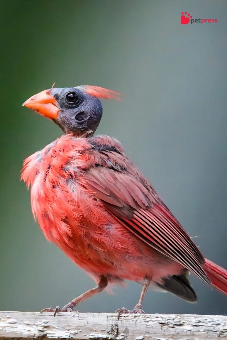 Molting in Pet Birds: Easy Guide and Tips - PetPress