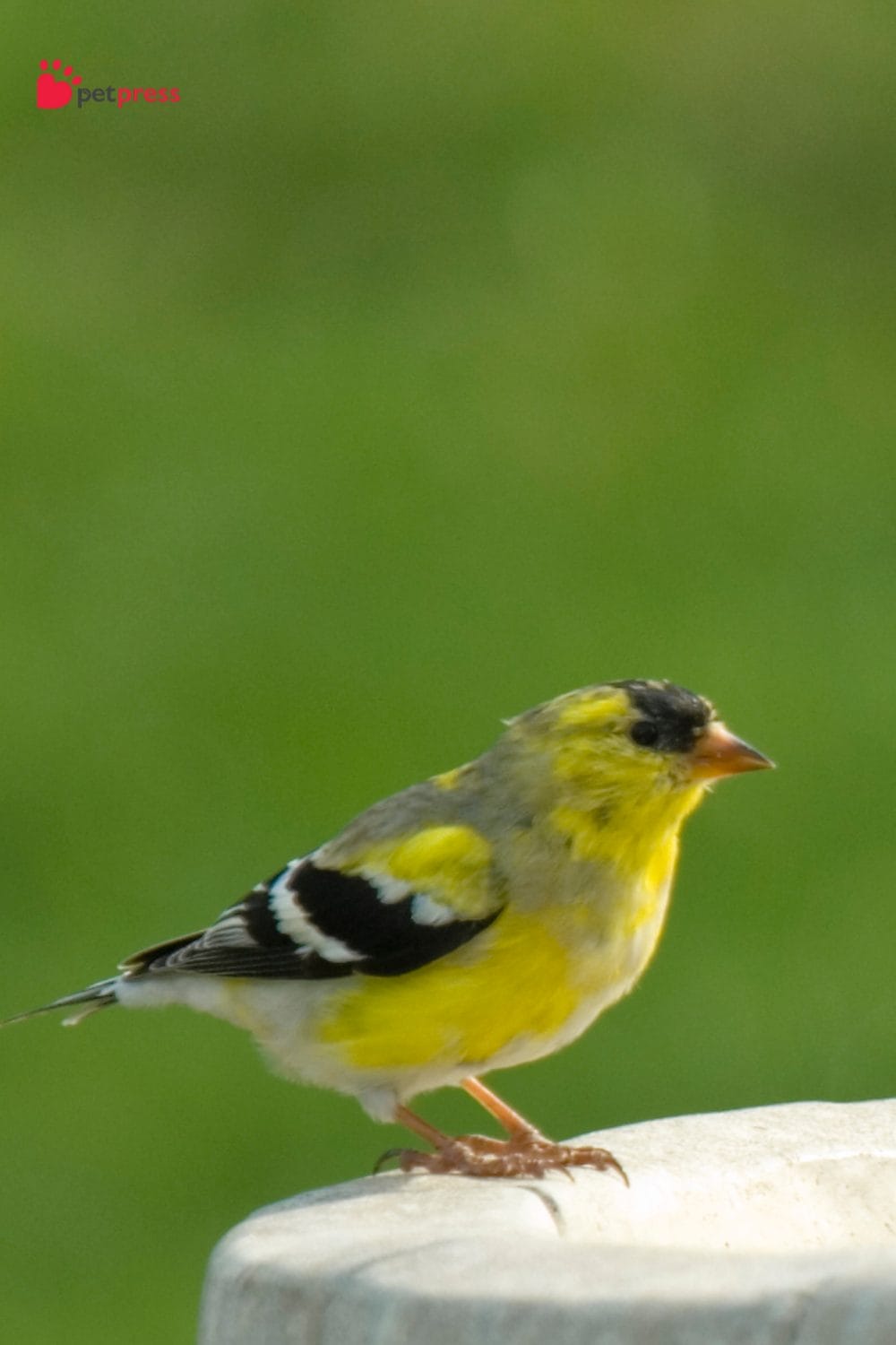 Molting in Pet Birds: Easy Guide and Tips - PetPress