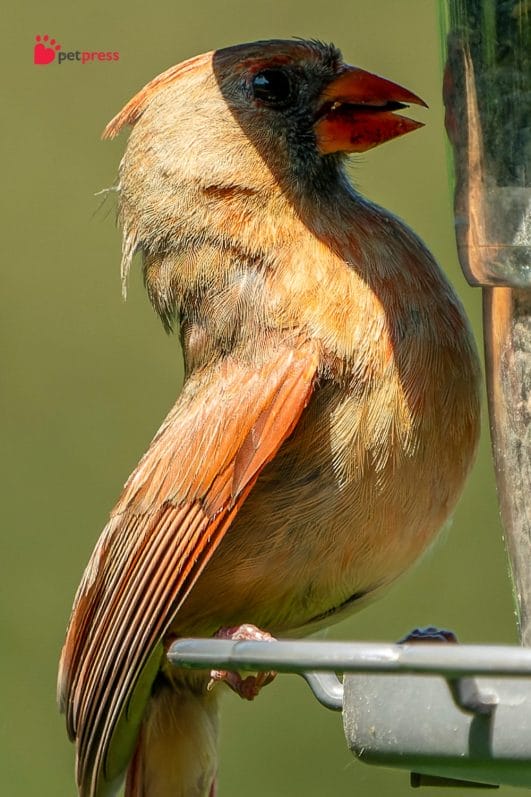 Molting in Pet Birds: Easy Guide and Tips - PetPress