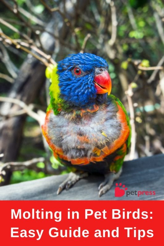 Molting in Pet Birds: Easy Guide and Tips - PetPress