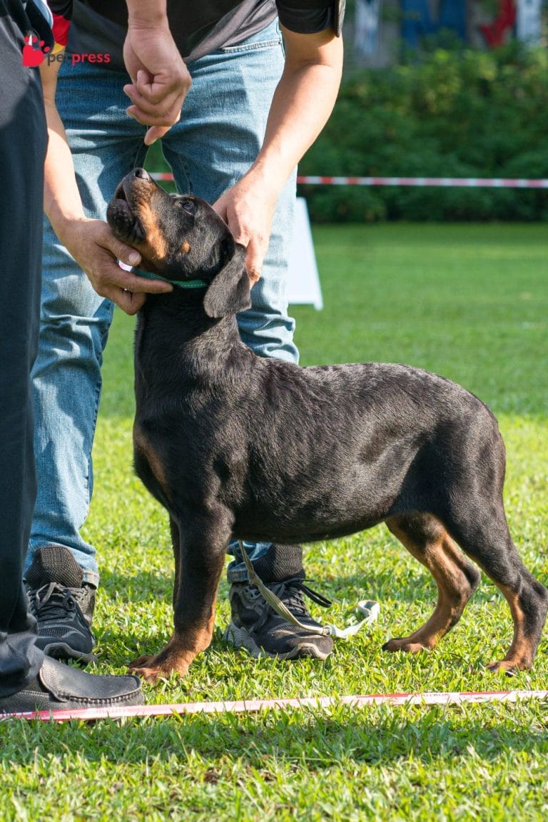 Organizing Pet Events and Meetups: An Easy Guide! - PetPress