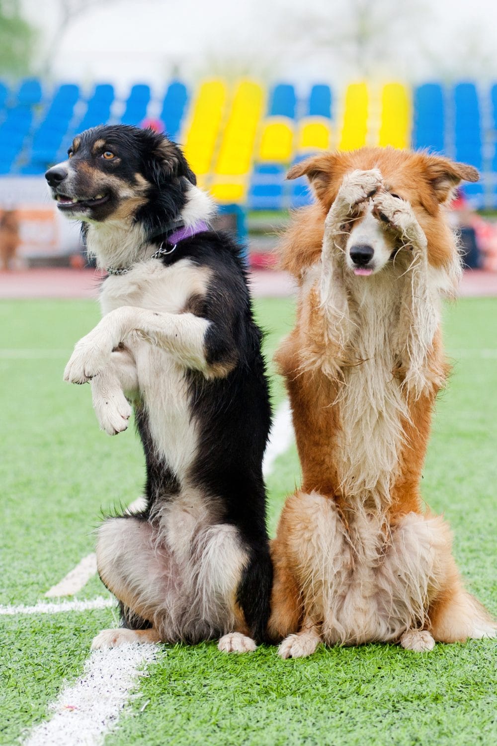 Organizing Pet Events and Meetups: An Easy Guide! - PetPress