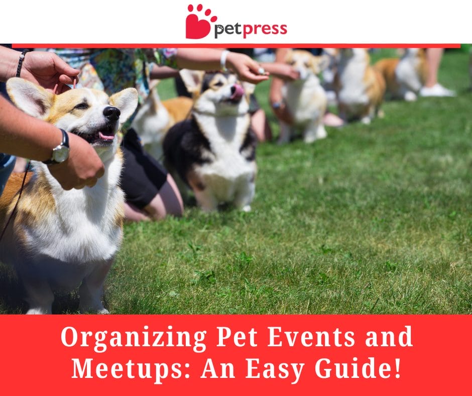 Organizing Pet Events and Meetups: An Easy Guide! - PetPress