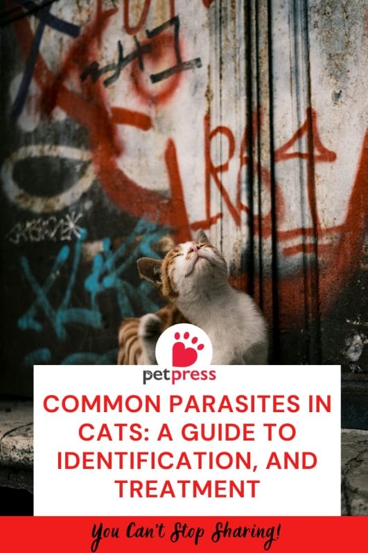 Common Parasites in Cats: A Guide to Identification, and Treatment ...