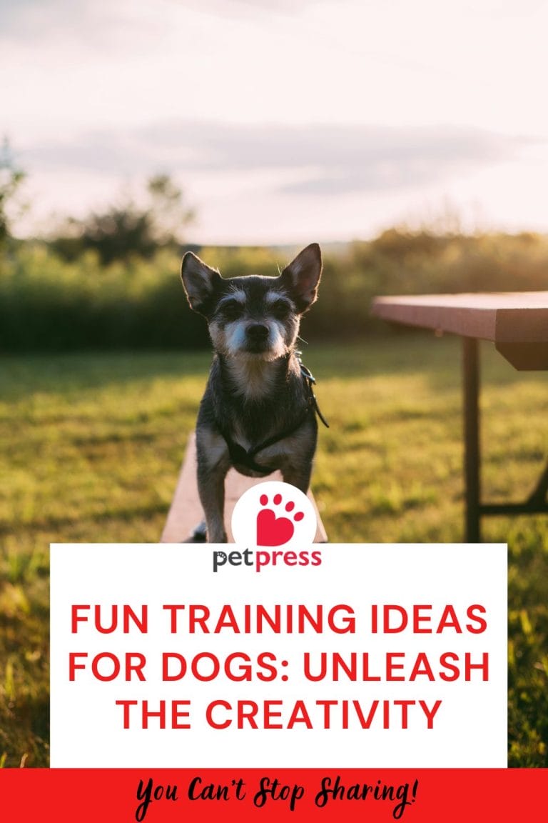 Fun Training Ideas for Dogs: Unleash the Creativity - PetPress