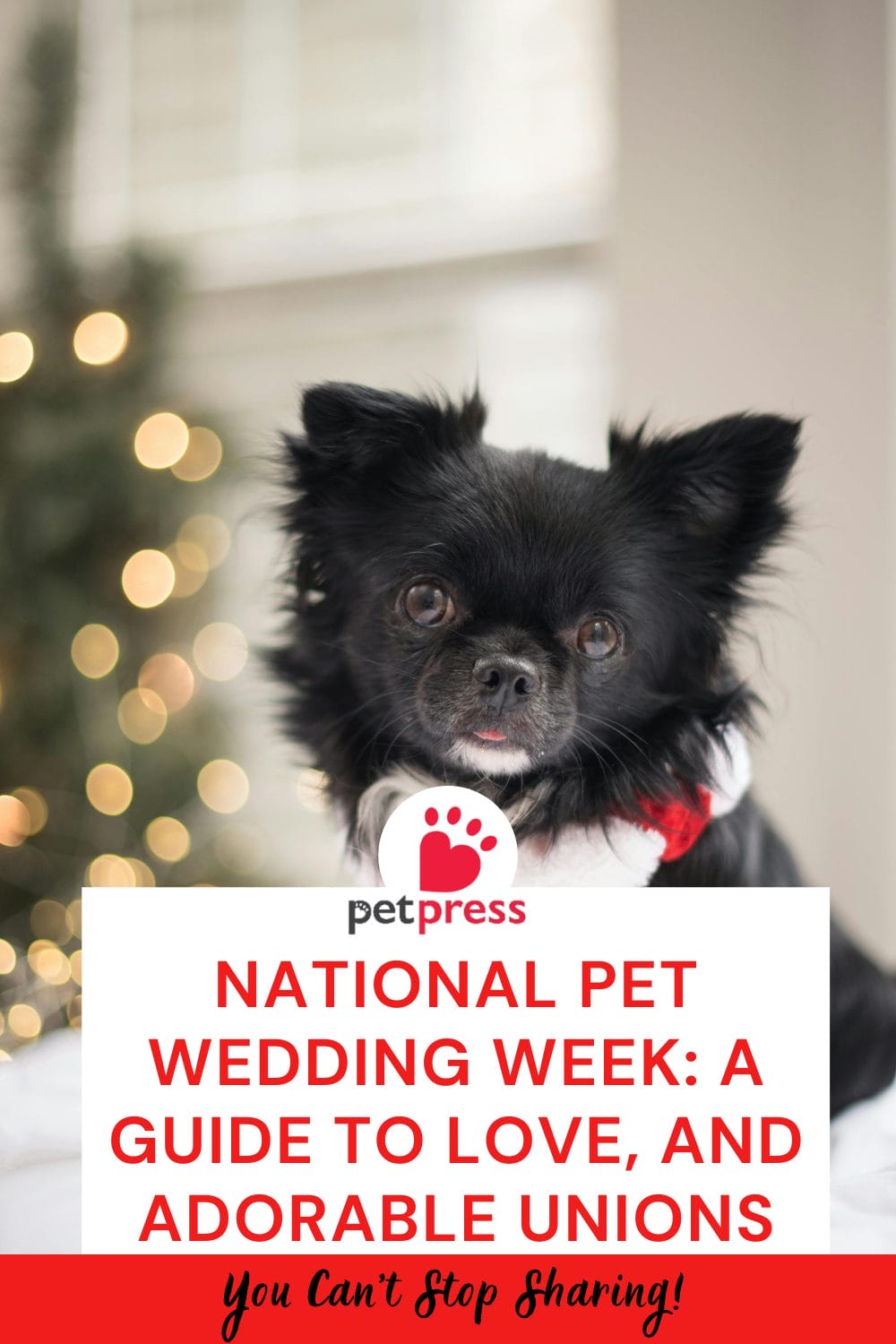 National Pet Wedding Week: A Guide to Love, and Adorable Unions - PetPress
