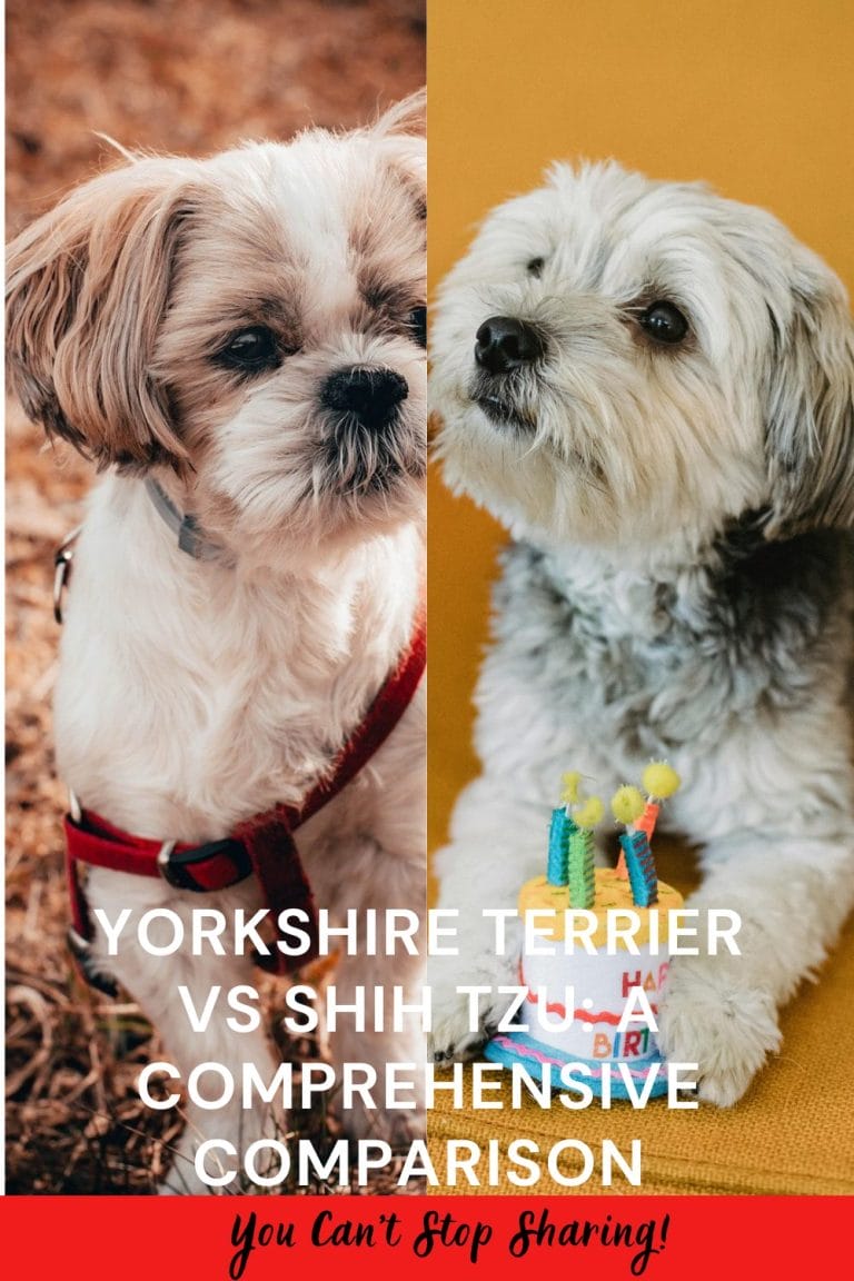 Yorkshire Terrier vs Shih Tzu: A Comprehensive Comparison - PetPress