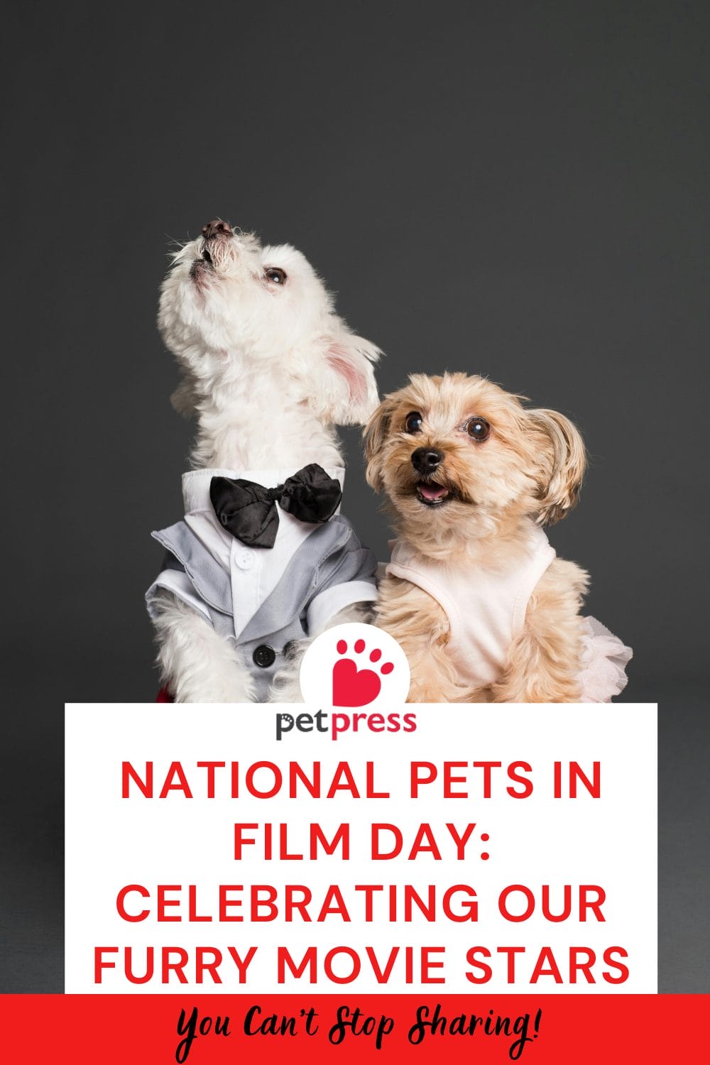 National Pets in Film Day: Celebrating Our Furry Movie Stars - PetPress