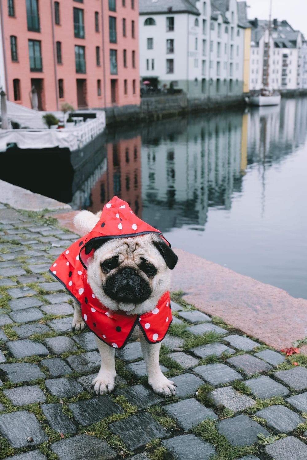 10 Must-Have Fashions and Accessories for Stylish Dogs - PetPress