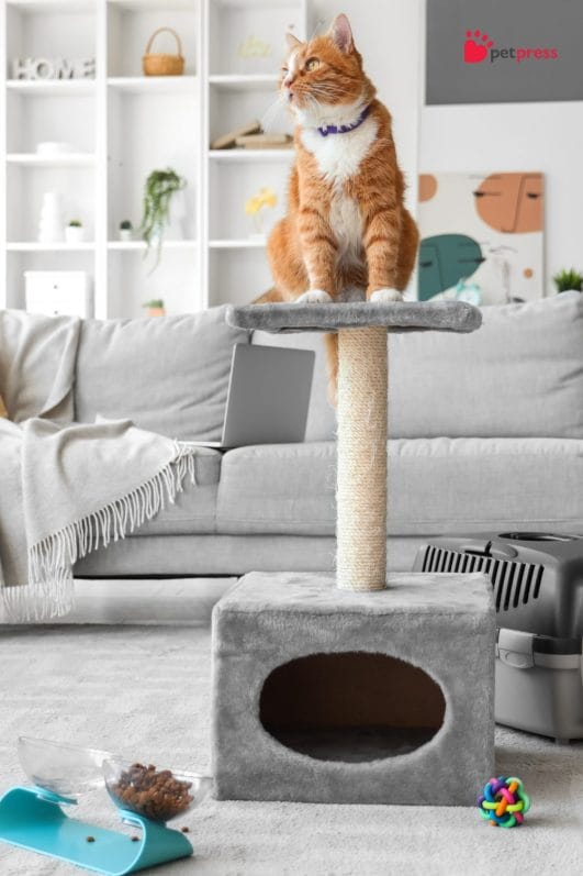 Right Scratching Post for Your Cat: How to Choose? - PetPress