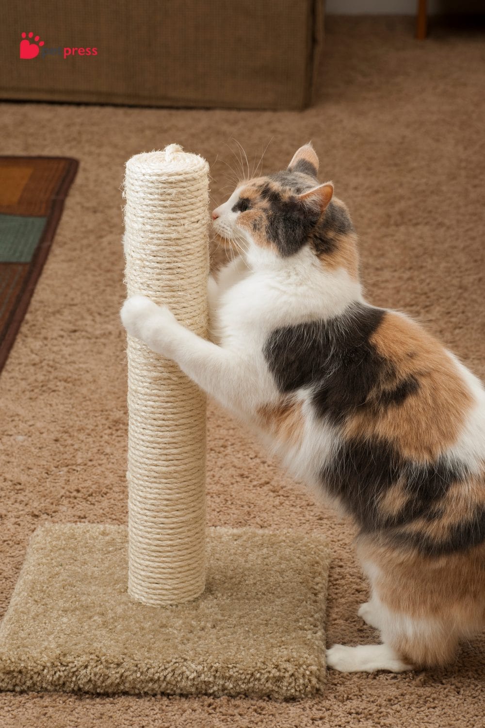 Right Scratching Post for Your Cat: How to Choose? - PetPress