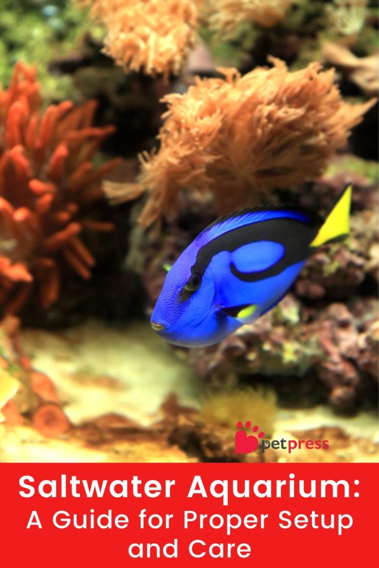 Saltwater Aquarium: A Guide for Proper Setup and Care - PetPress