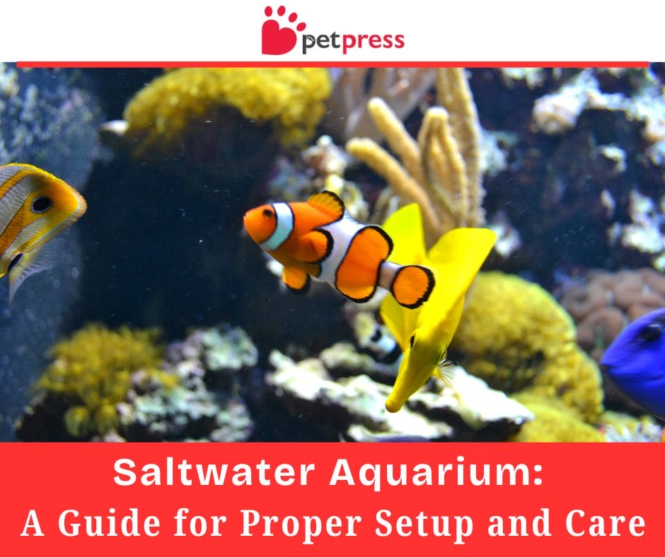 Saltwater Aquarium: A Guide for Proper Setup and Care - PetPress