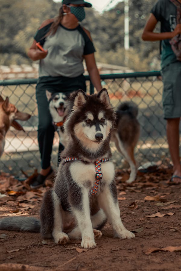 Avoid These Breeds: Top 6 Worst Dog Breeds for Autism