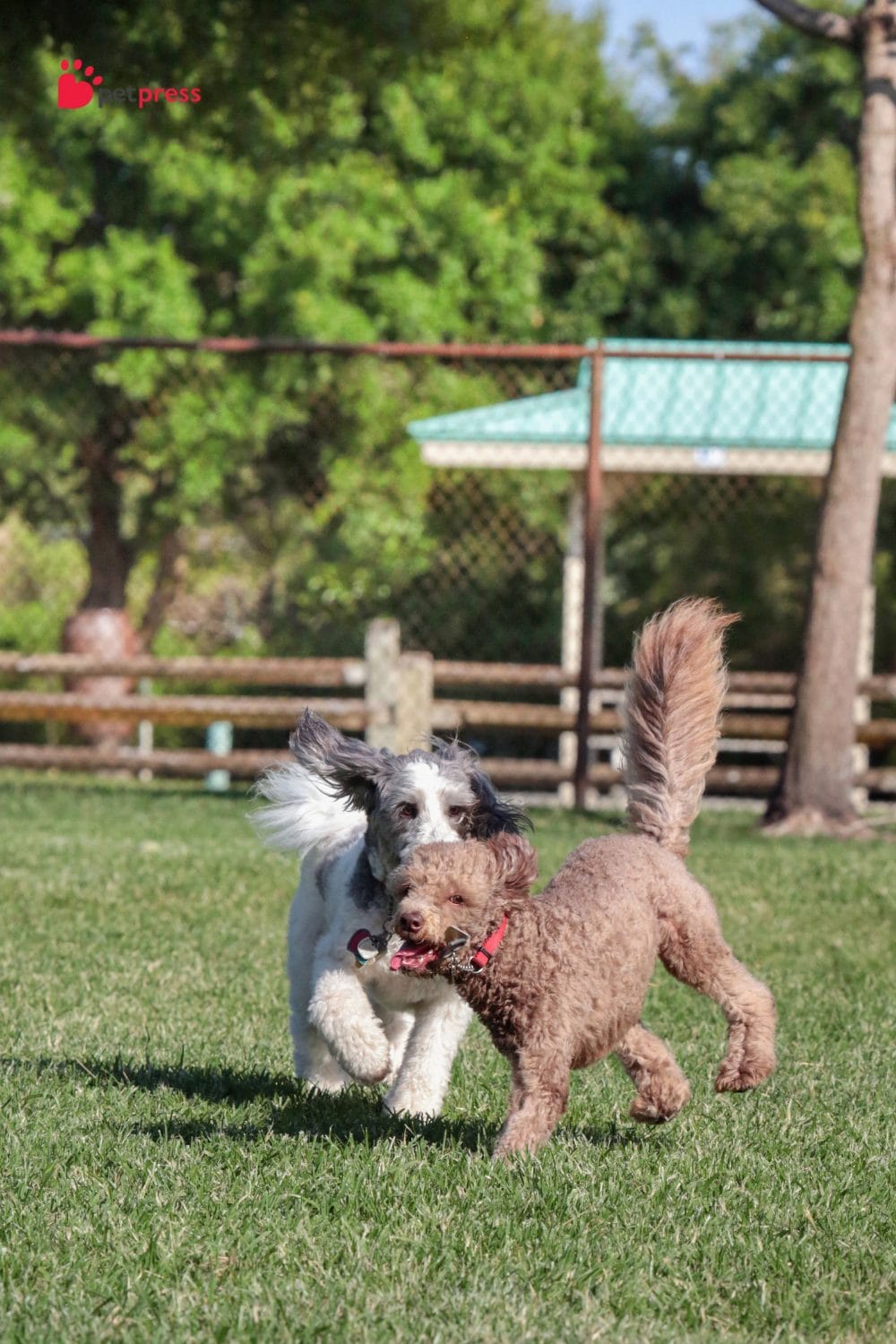 Social Dynamics of Dogs in the Park: How Pups Hang Out? - PetPress