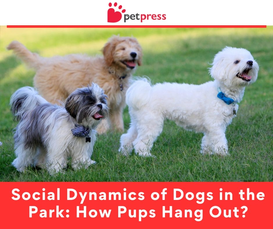 Social Dynamics of Dogs in the Park: How Pups Hang Out? - PetPress