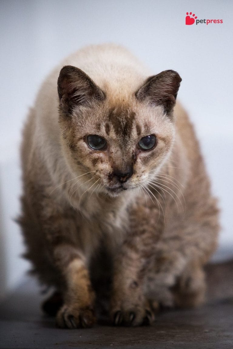 Taking Care of Old Cats: 5 Must-Know Tips - PetPress