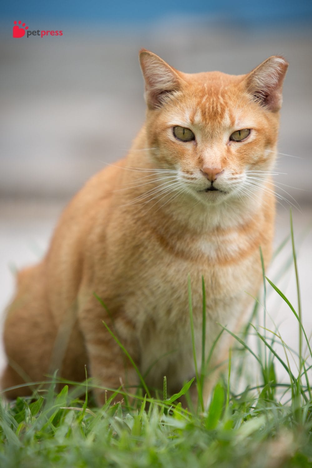 Taking Care of Old Cats: 5 Must-Know Tips - PetPress