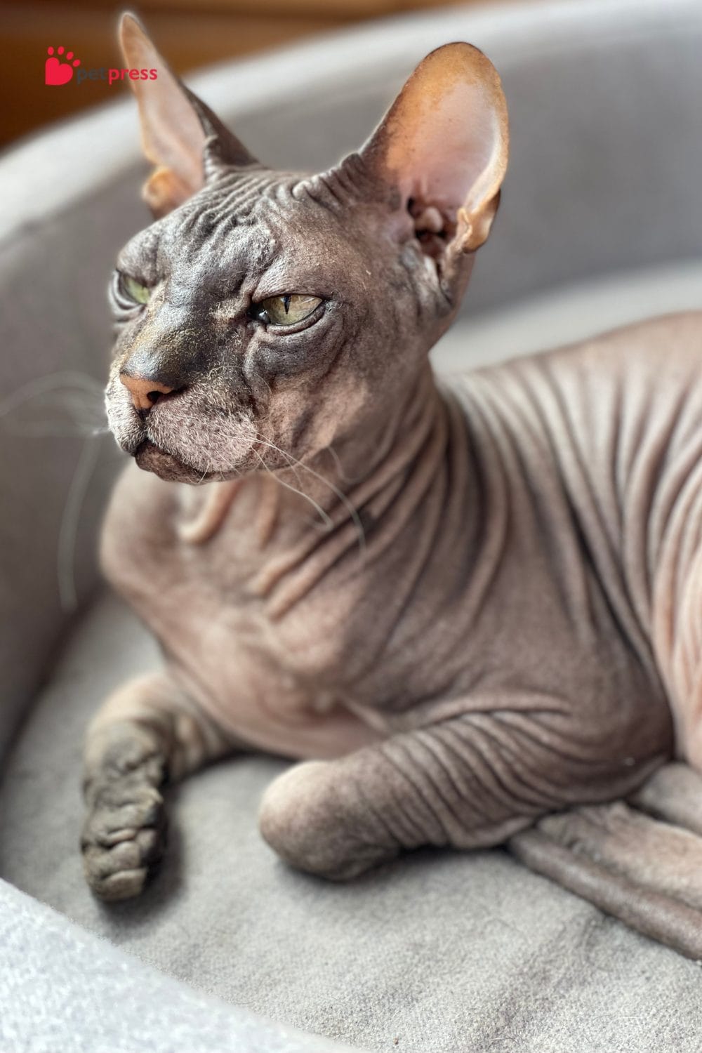 Taking Care of Old Cats: 5 Must-Know Tips - PetPress