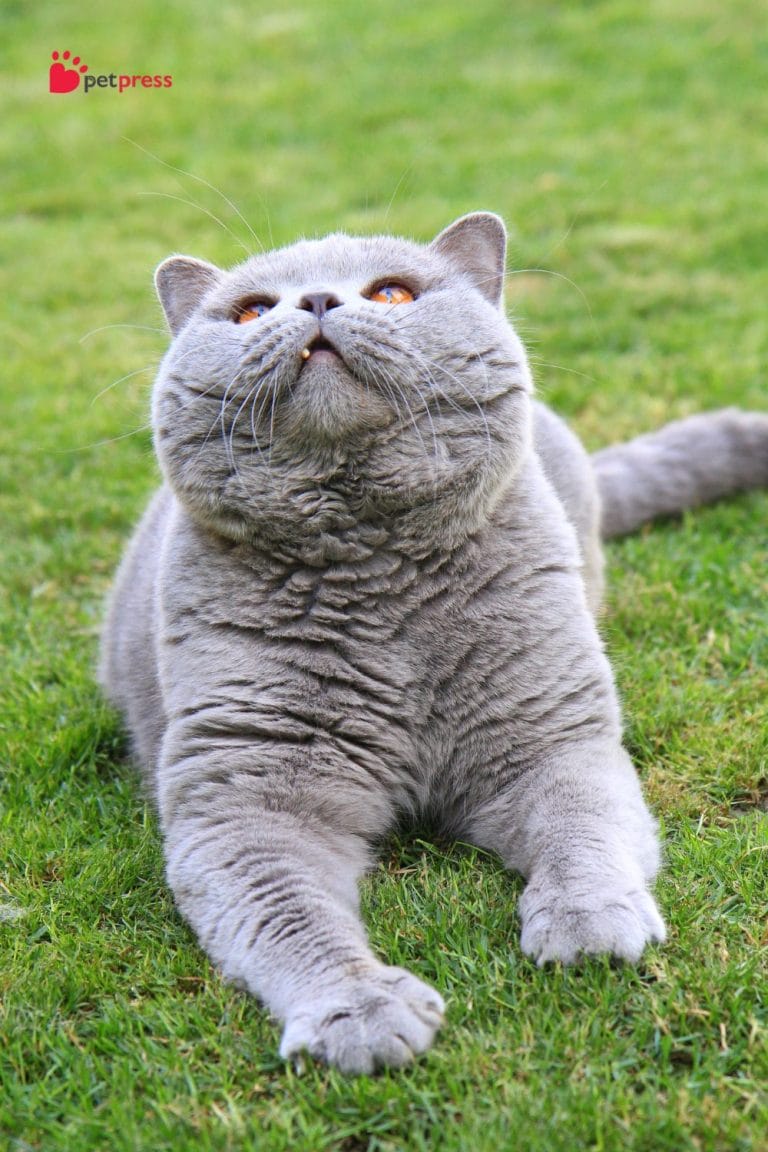 Taking Care of Old Cats: 5 Must-Know Tips - PetPress