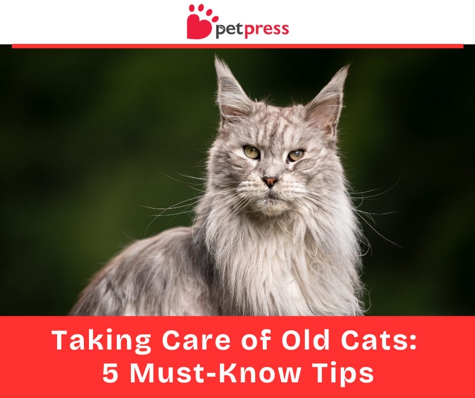 Taking Care of Old Cats: 5 Must-Know Tips - PetPress