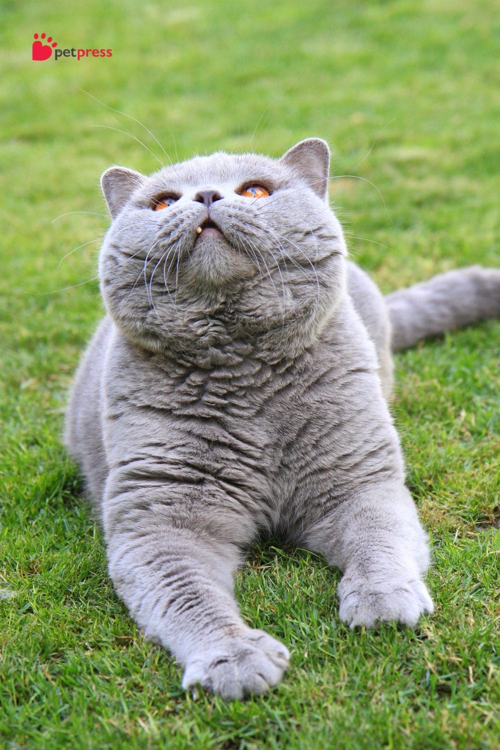 Taking Care of Old Cats: 5 Must-Know Tips - PetPress