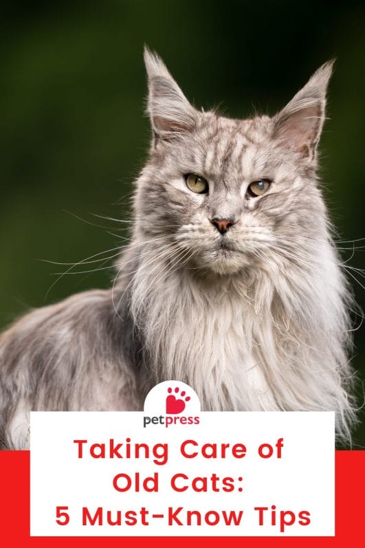 Taking Care of Old Cats: 5 Must-Know Tips - PetPress