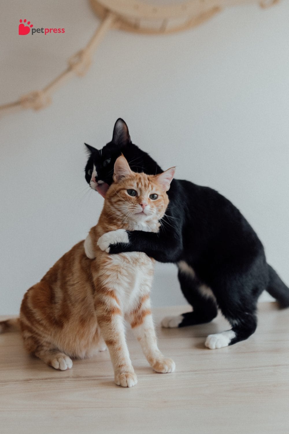 Teach Your Cat to Perform Simple Tricks: Easy Guide - PetPress