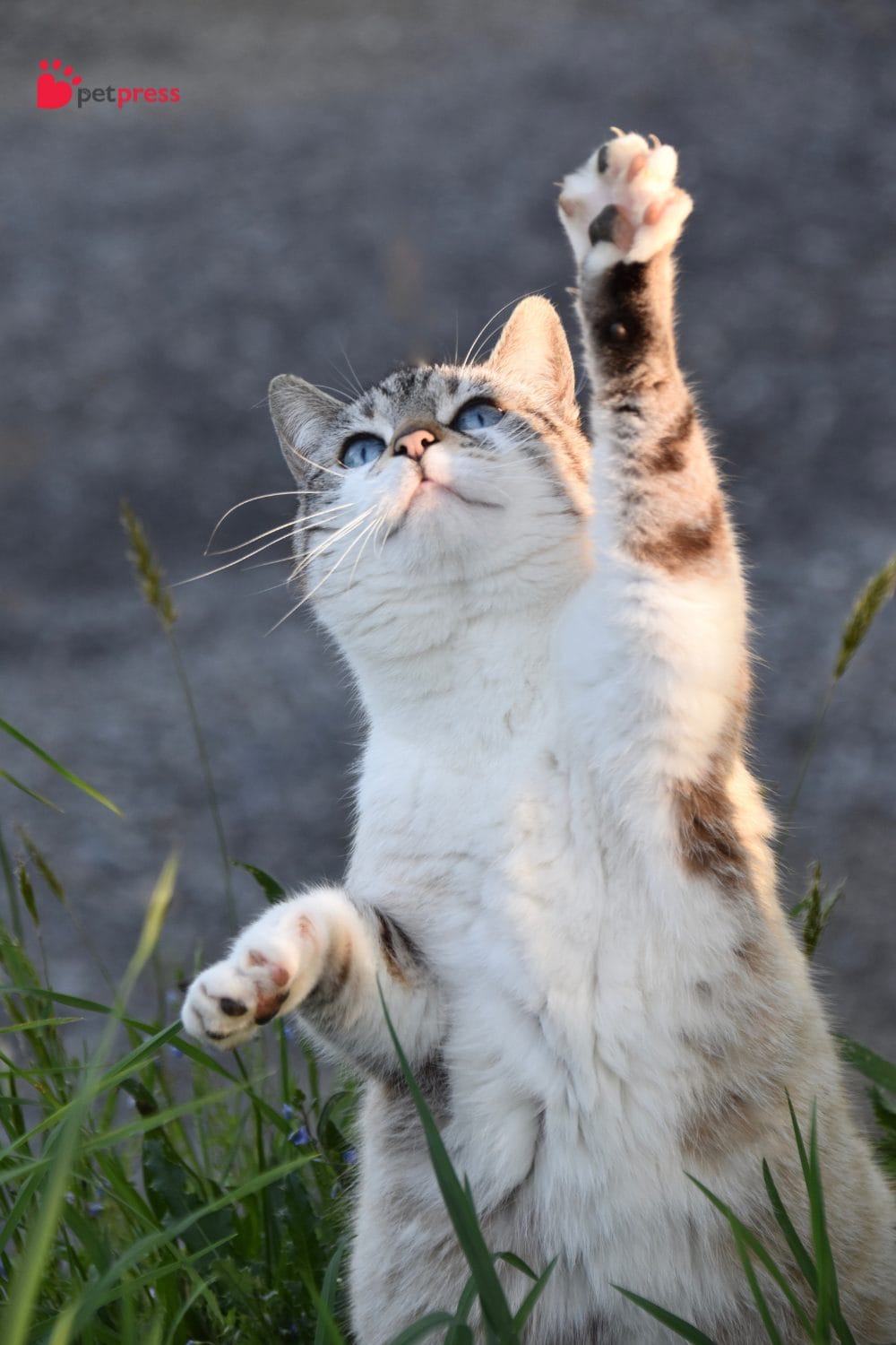 Teach Your Cat to Perform Simple Tricks: Easy Guide - PetPress