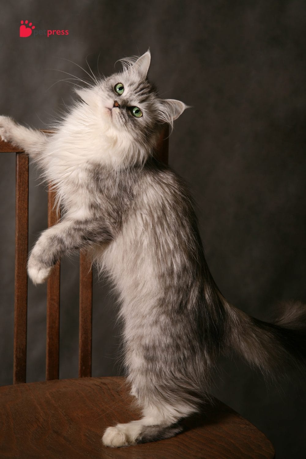 Teach Your Cat to Perform Simple Tricks: Easy Guide - PetPress