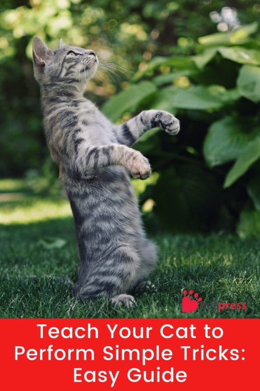 Teach Your Cat to Perform Simple Tricks: Easy Guide - PetPress