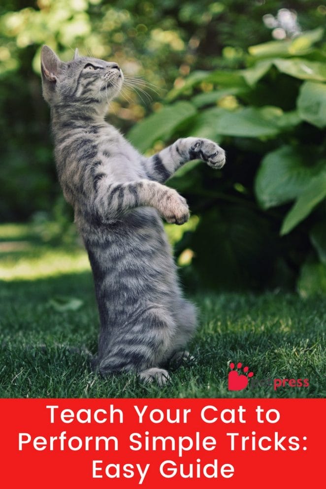Teach Your Cat to Perform Simple Tricks: Easy Guide - PetPress Teach Your Cat to Perform Simple Tricks: Easy Guide - PetPress