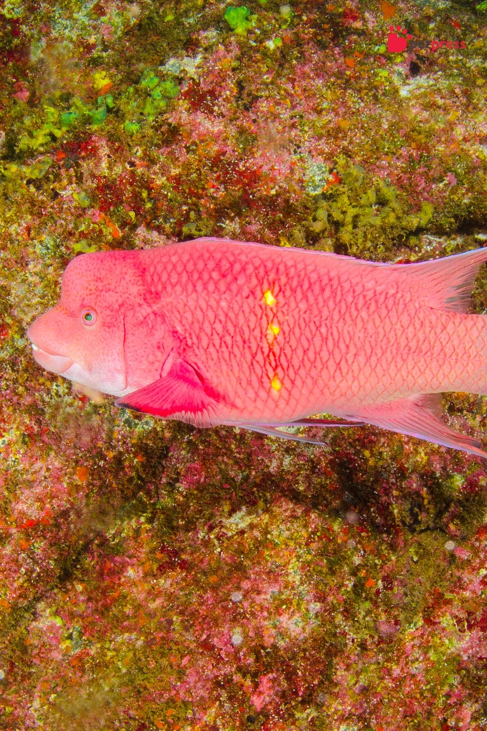 Territorial Behaviors in Male Fish: How They Claim Their Space? - PetPress