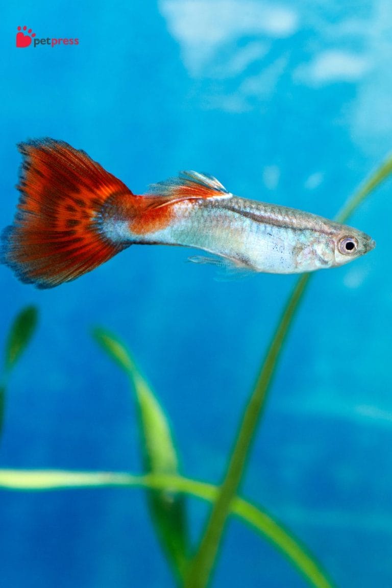 Territorial Behaviors in Male Fish: How They Claim Their Space? - PetPress