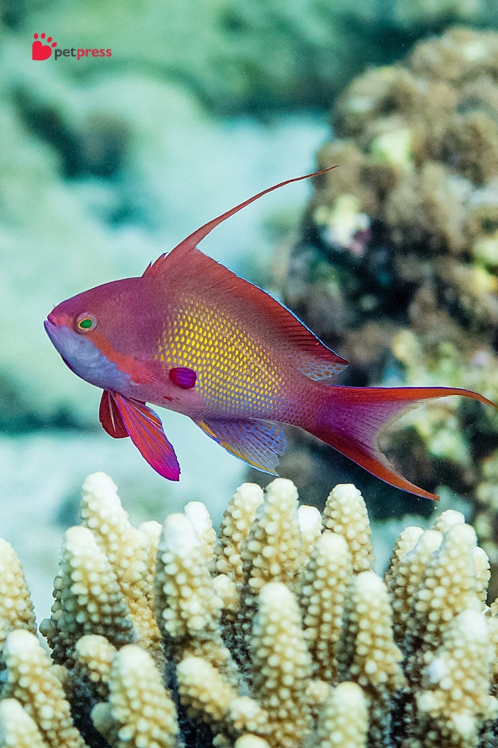 Territorial Behaviors in Male Fish: How They Claim Their Space? - PetPress