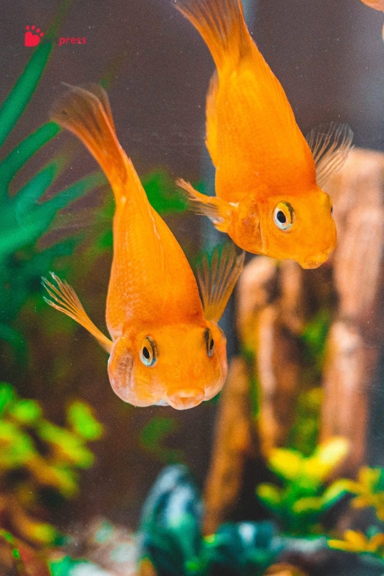 Territorial Behaviors in Male Fish: How They Claim Their Space? - PetPress